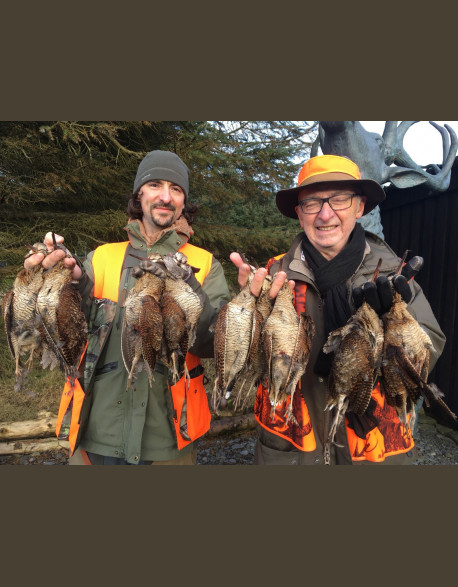 Chasse de la Bécasse en Ecosse - Organisation chasse pêche